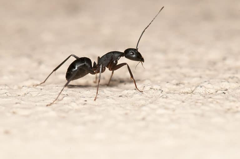 3 Common Types of House Ants in Arizona | Wagner Pest Solutions