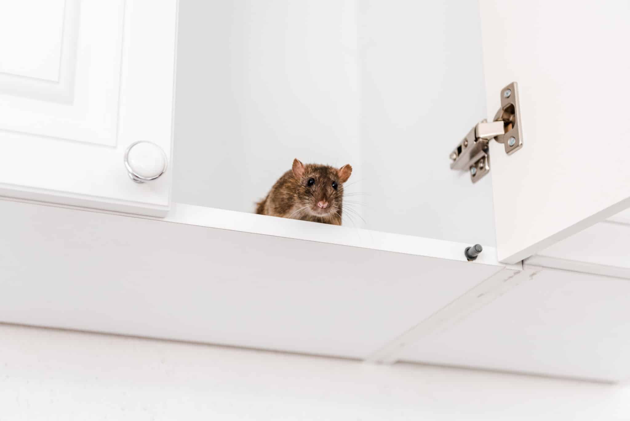 Top 3 Rodent Control Tips for Snowbirds | Wagner Pest Solutions